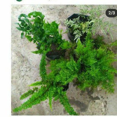 Jual paket 4 jenis pakis-pakisan | Shopee Indonesia