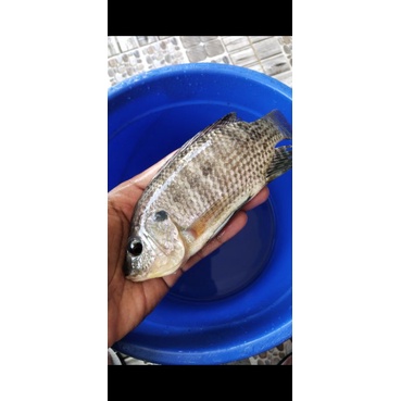 Jual ikan nila hitam / mujaer size 4 jari | Shopee Indonesia