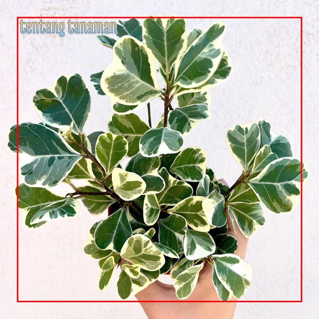 Jual Tanaman Hias Ficus Triangularis Varigata Ficus Butterfly Variegata ...