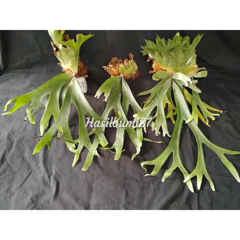 Jual SIMBAR MENJANGAN/ Tanduk Rusa daun 3-4 helai usia remaja [ P