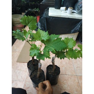 Jual Bibit Anggur Shine Muscat Japan | Shopee Indonesia
