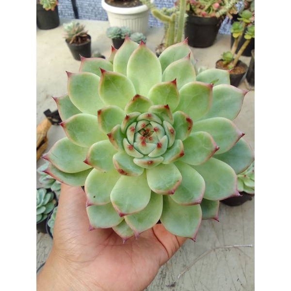 Harga Cihua Terbaru Desember 2022 |BigGo Indonesia