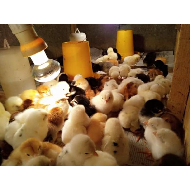 Jual Ecer DOC Joper Bibit Anak Ayam Kampung Super Jowo Anakan Eceran Bandung | Shopee Indonesia