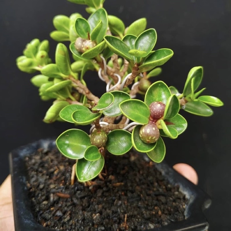 Jual Bahan Bonsai Dollar Mikro Free Kawat Bonsai Indonesia|Shopee Indonesia