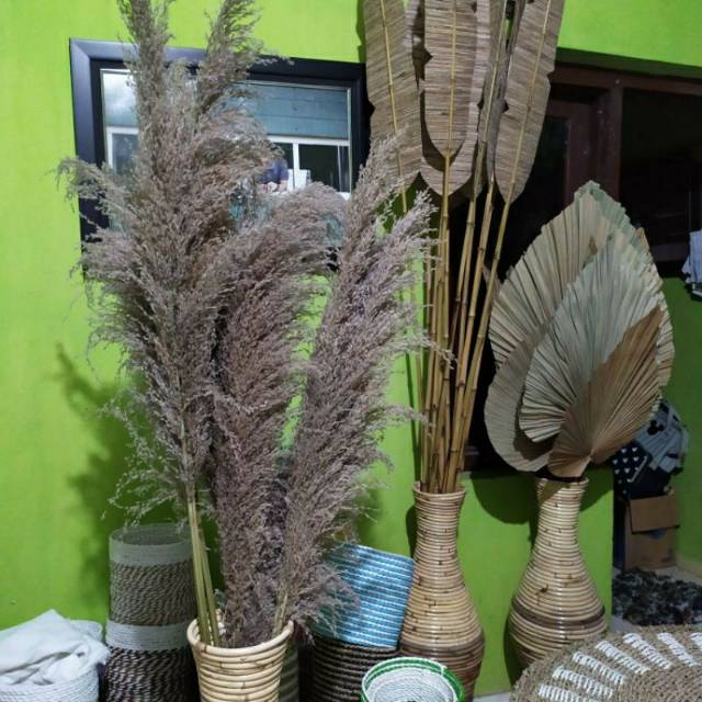 Jual bunga tebu Indonesia|Shopee Indonesia