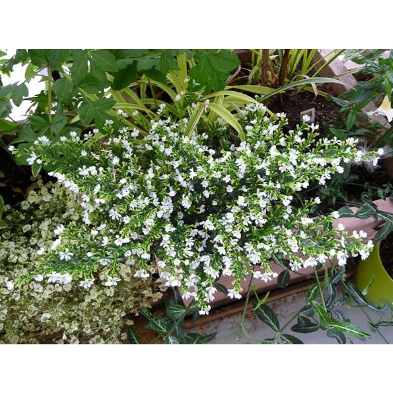 Jual tanaman bunga beauty Taiwan berbunga tanaman hias dan di sukai ...