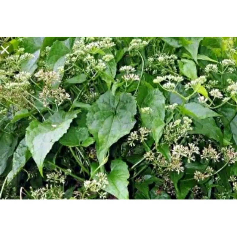 Jual daun sambung rambat 1kg | Shopee Indonesia