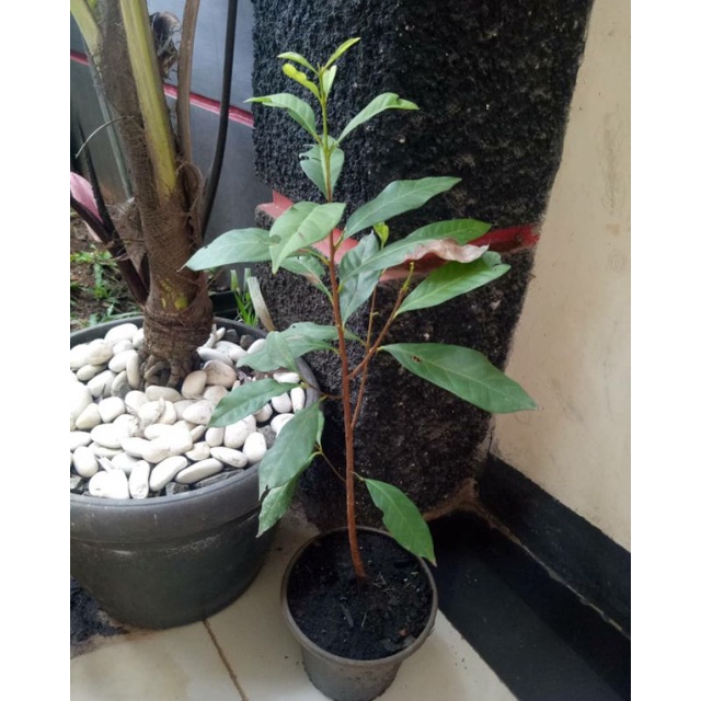 Jual Pohon Rempah Asli Daun Salam (Syzygium polyanthum) | Shopee Indonesia