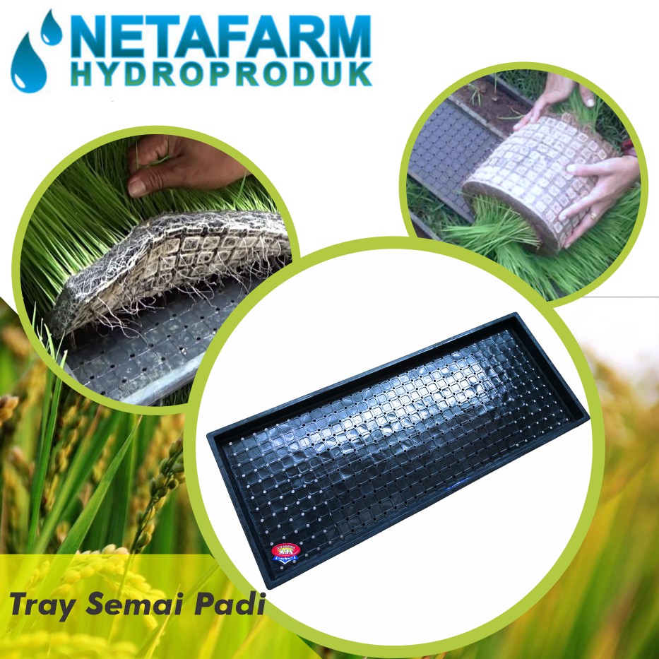 Jual Tray Semai Padi Pot Pembibitan Padi Hidroponik 60 x 25 x 3,5 ( 1 ...