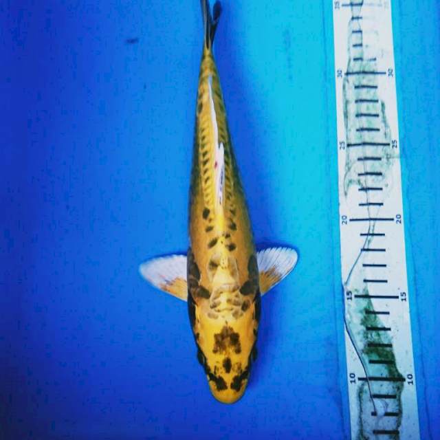 Jual Ikan Koi Kiko Blitar 26-30cm (Pilih Acak) | Shopee Indonesia