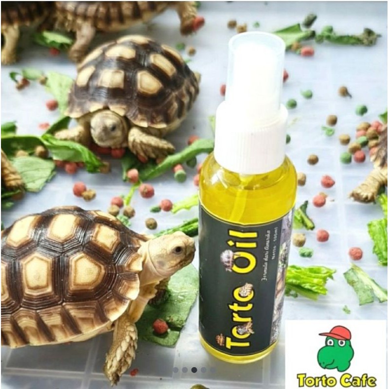 Harga torto oil Terbaru Apr 2025 | BigGo Indonesia