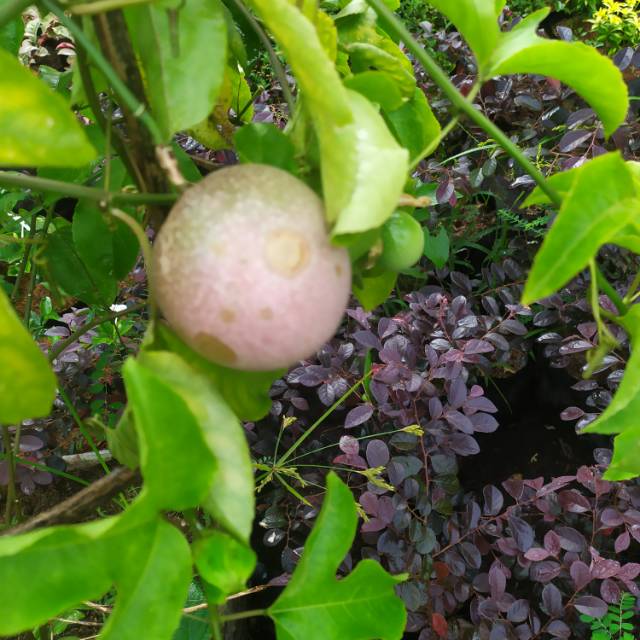 Jual Markisa merah manis tanamanbuah rambat | Shopee Indonesia