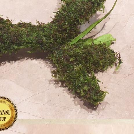 Jual Kayu Java Moss Tanaman Air Hiasan Aquascape Hias Aquarium Low CO2 ...