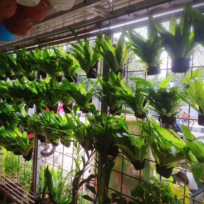 Jual tanaman hias kadaka tempel/tanaman kadaka | Shopee Indonesia