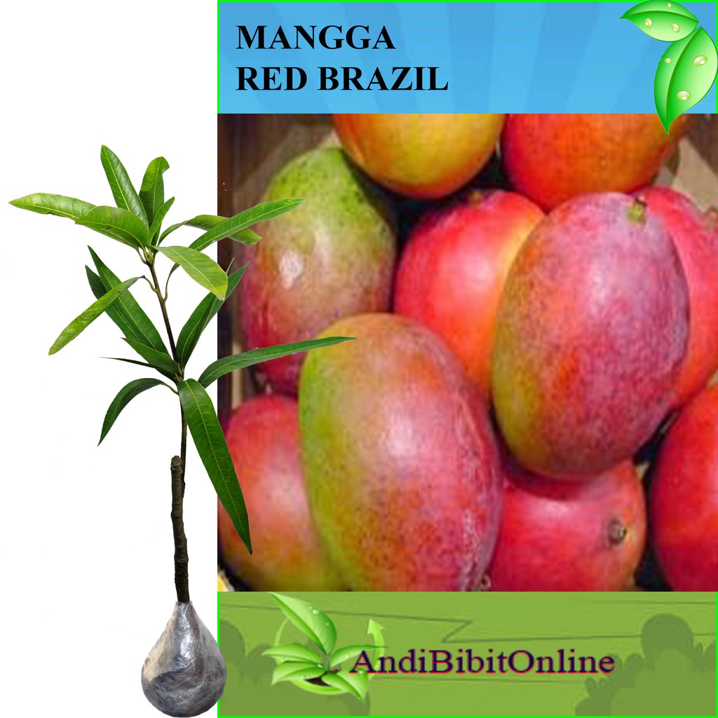 Jual Tanaman Mangga Red Brazil (Tinggi 40-60 cm) | Shopee Indonesia