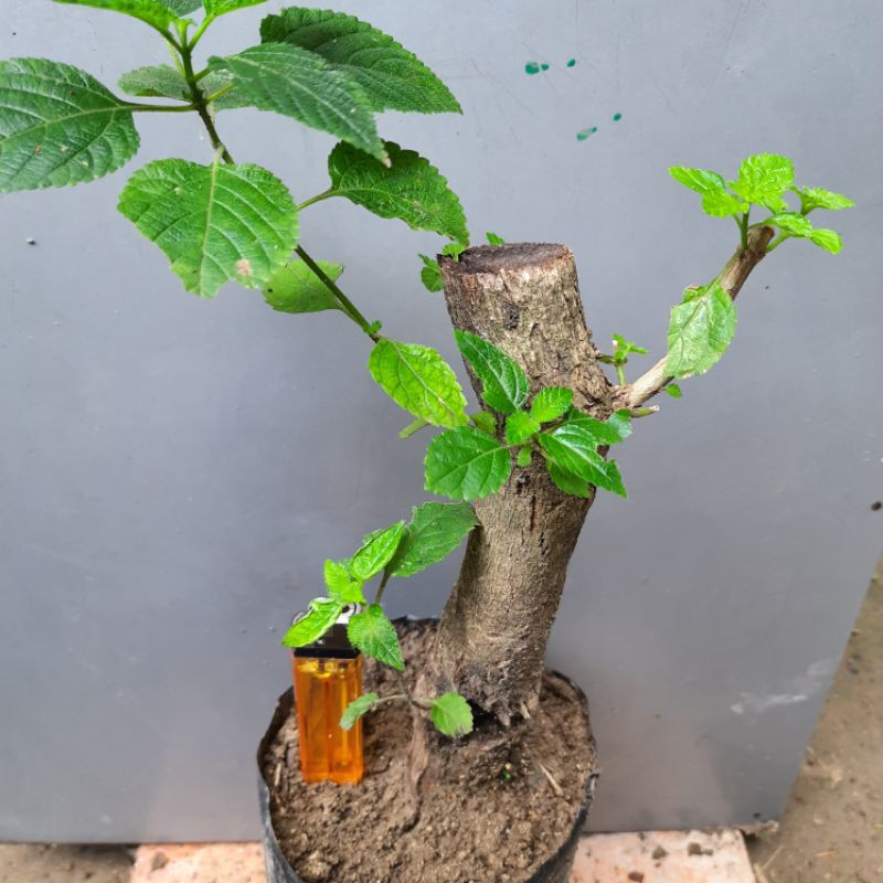 Jual Bahan bonsai Lantana camara / tembelek orange bakoh | Shopee Indonesia