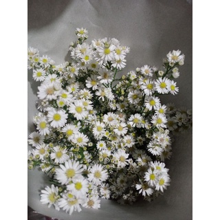 Jual bunga peacock / bunga pikok putih fresh bunga asli | Shopee Indonesia