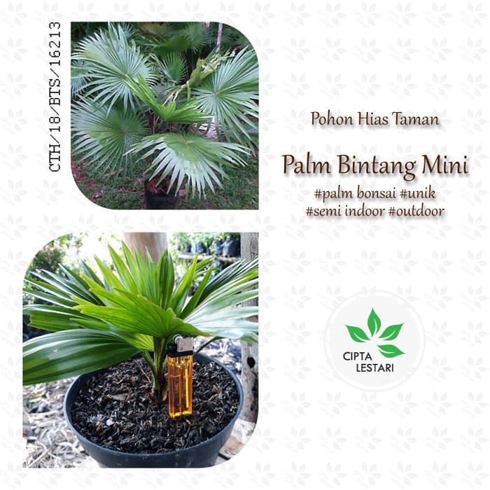 Jual Bibit Pohon Palm Sadeng - Palem Hias Bintang Mini | Shopee Indonesia
