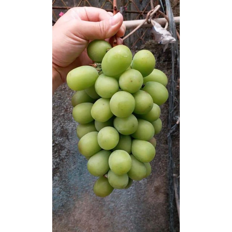 Jual Bibit Anggur Shine Muscat Japan | Shopee Indonesia