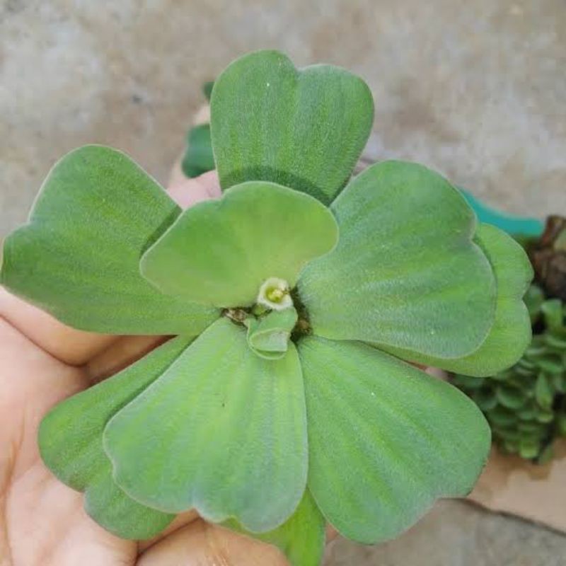 Jual Bibit daun apung apung / apu apu | Shopee Indonesia