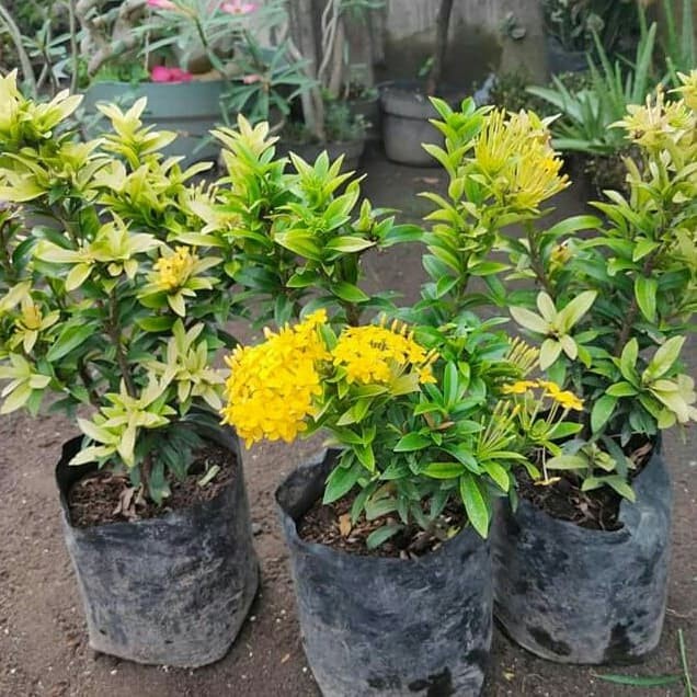 Jual Asoka Kuning (hidup) | Shopee Indonesia