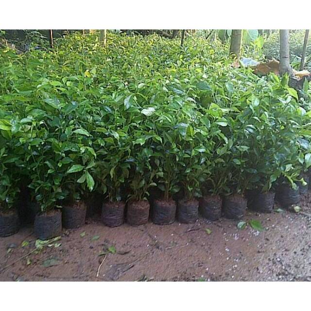 Jual Pohon Teh- Tehan / Acalypha Siamensis Tanaman Pagar | Shopee Indonesia