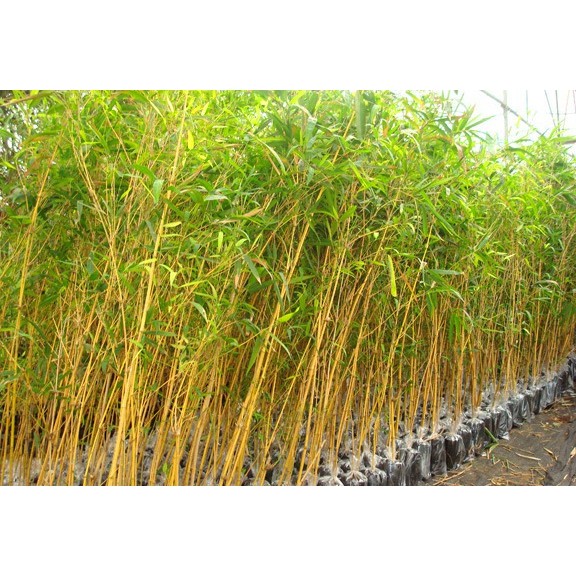 Ini Dia! Gambar Tanaman Bambu Kuning Kekinian - Informasi Seputar ...
