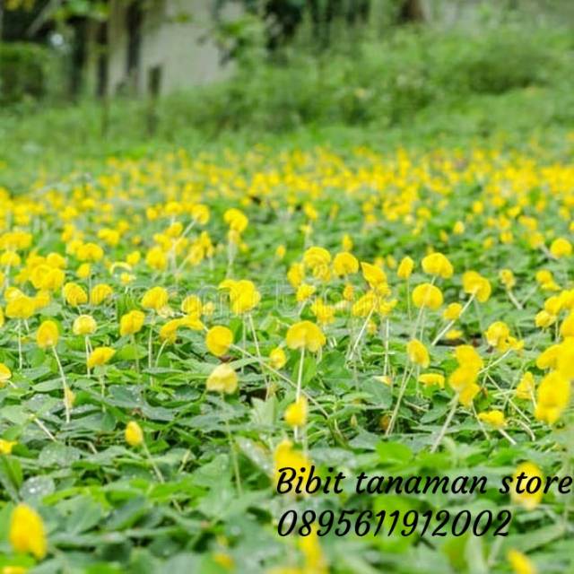 Begini 11+ Tanaman Bunga Perdu Kekinian - Informasi Seputar Tanaman Hias