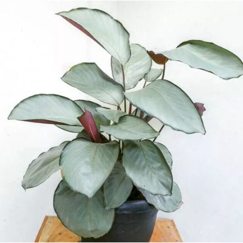 Harga Kalatea Terbaru Mei 2023 |BigGo Indonesia