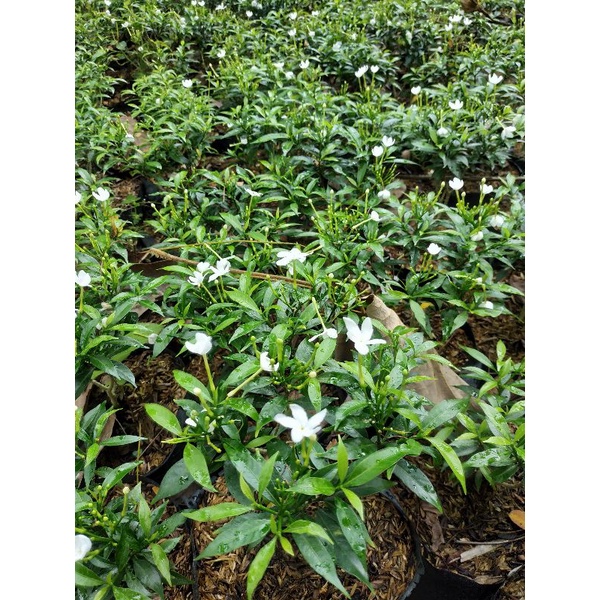 Jual tanaman rambusa mini hijau beli 5 gratis 1 | Shopee Indonesia