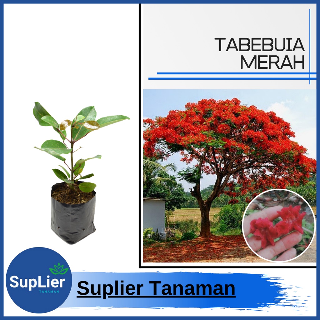 Jual Tanaman Hias Tabebuia Merah | Shopee Indonesia