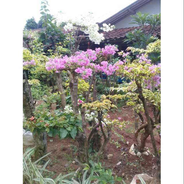 Jual Bonsai Bougenville/tanaman hias bonsai Indonesia|Shopee Indonesia Jual Bonsai Bougenville/tanaman hias bonsai Indonesia|Shopee Indonesia