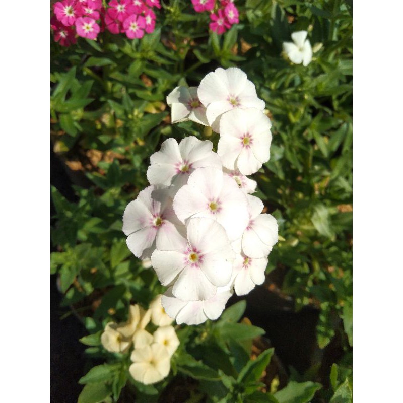Jual bunga phlox drumondi warna putih / bunga plokis Indonesia|Shopee ...