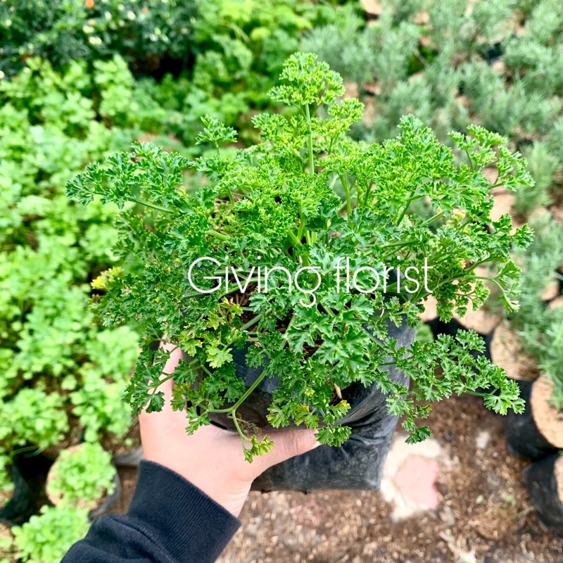Jual Tanaman Sayur / Bahan Penyedap Peterseli (Parsley) | Shopee Indonesia