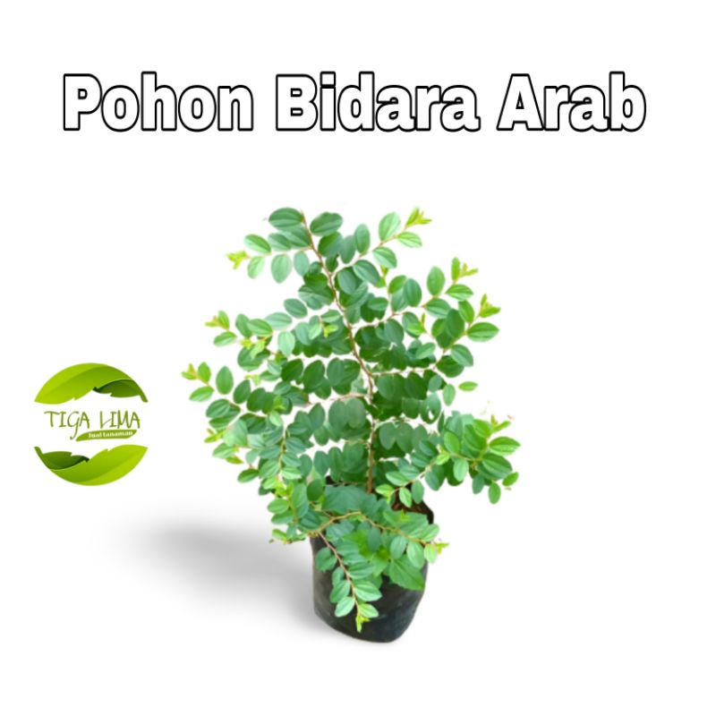 Jual Pohon Bidara Arab rimbun tanaman manfaat | Shopee Indonesia
