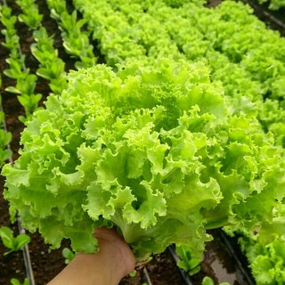 Benih-Bibit Selada Keriting Hijau Salad Bowl Green (Haira Seed ...