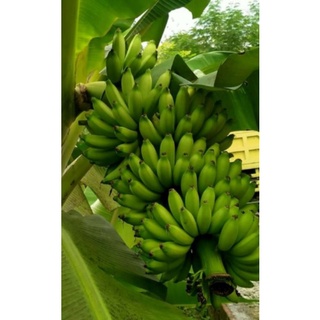 Jual Bibit pisang muli / barlin / morlin / pisang lemak manis / pisang ...