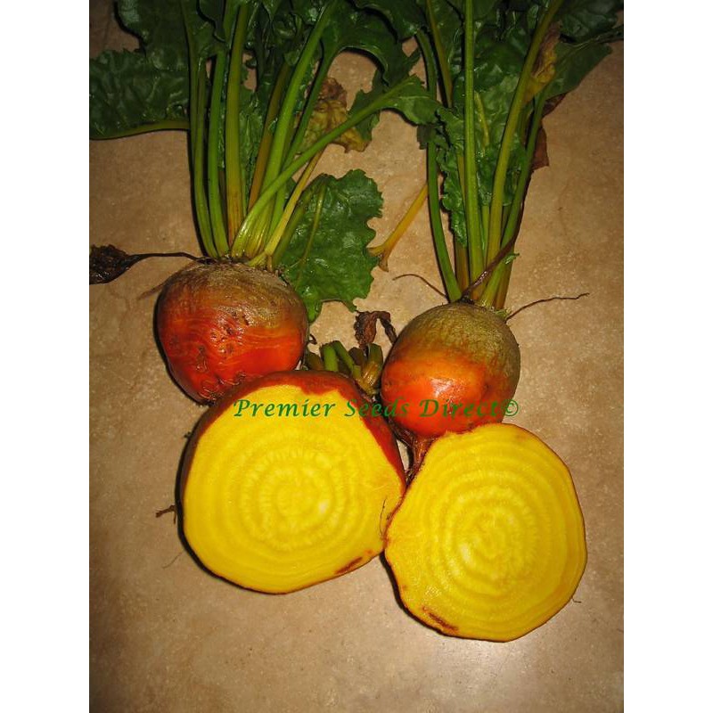 Jual Beetroot Burpees Golden 10 Biji (Benih Biji Bibit Tanaman Sayur ...