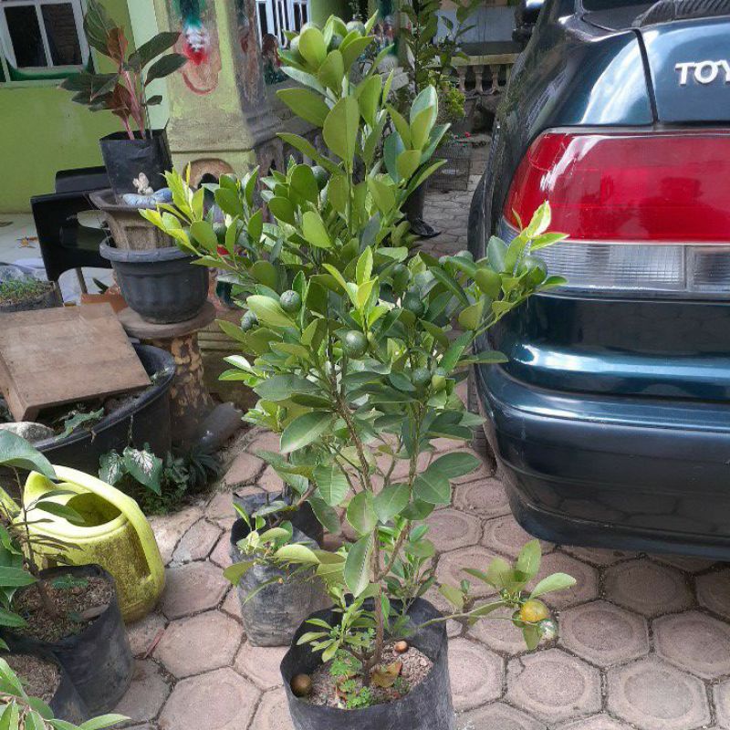 Jual Pohon Jeruk Kasturi Jumbo Berbuah Lebat | Shopee Indonesia