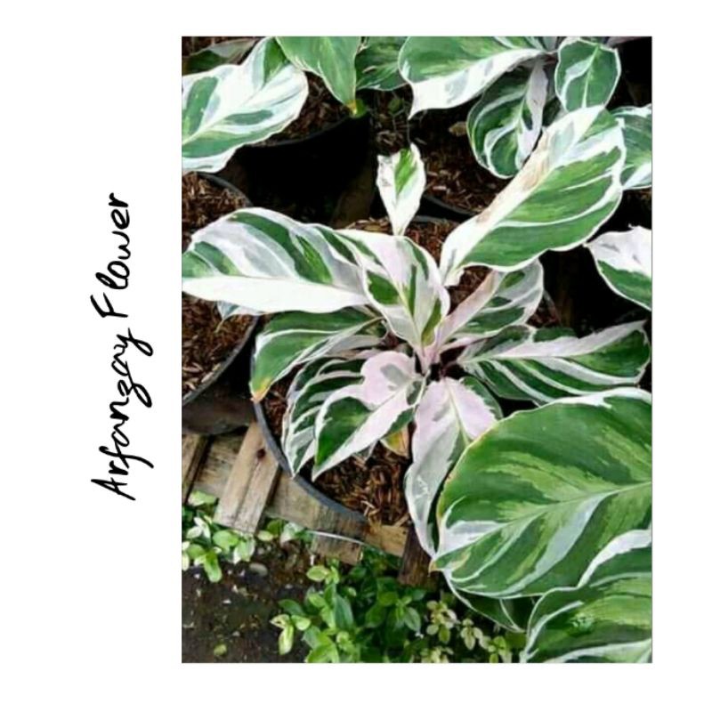 Jual Tanaman Hias Berabagi Jenis Tanaman Caltea Indonesia|Shopee Indonesia