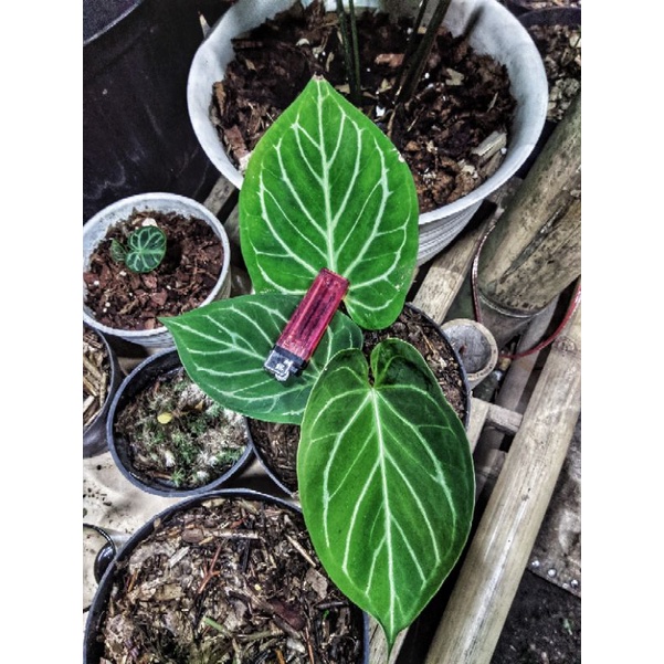 Jual Anthurium King of Spades HU X | Shopee Indonesia