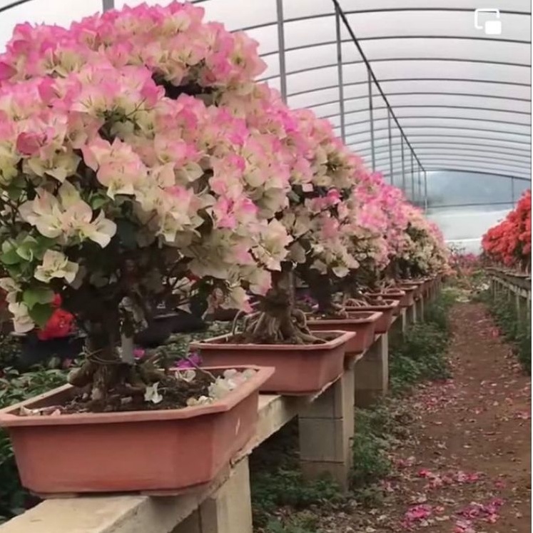 Jual PROMO!!TANAMAN HIAS BUGENVIL BUNGA KERTAS//BENGAWAN SOLO ICE ...