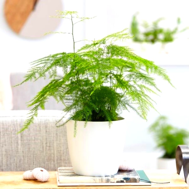 Jual Tanaman hias asparagus plant Indonesia|Shopee Indonesia