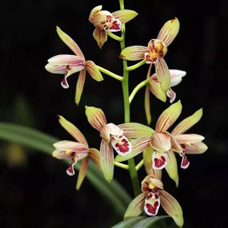 Jual Anggrek Cymbidium ensifolium rimbun | Anggrek spesies wangi ...