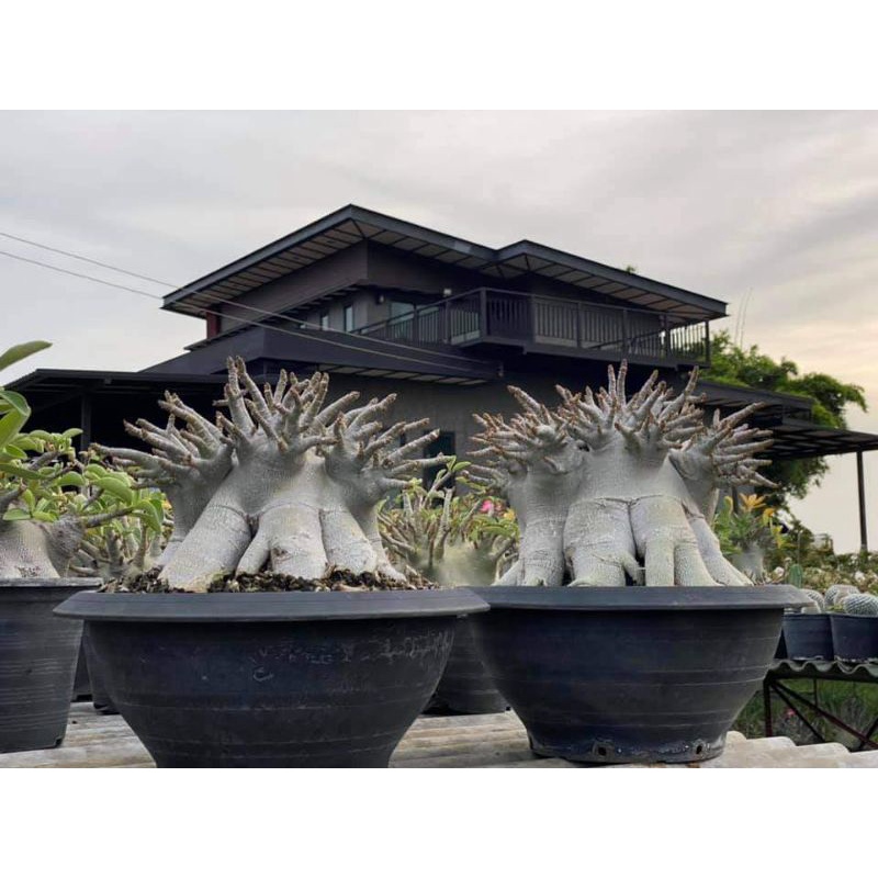 Jual Biji Benih Adenium Arabikum Hibrid Godji x Emerald Tank Indonesia ... Jual Biji Benih Adenium Arabikum Hibrid Godji x Emerald Tank Indonesia ...