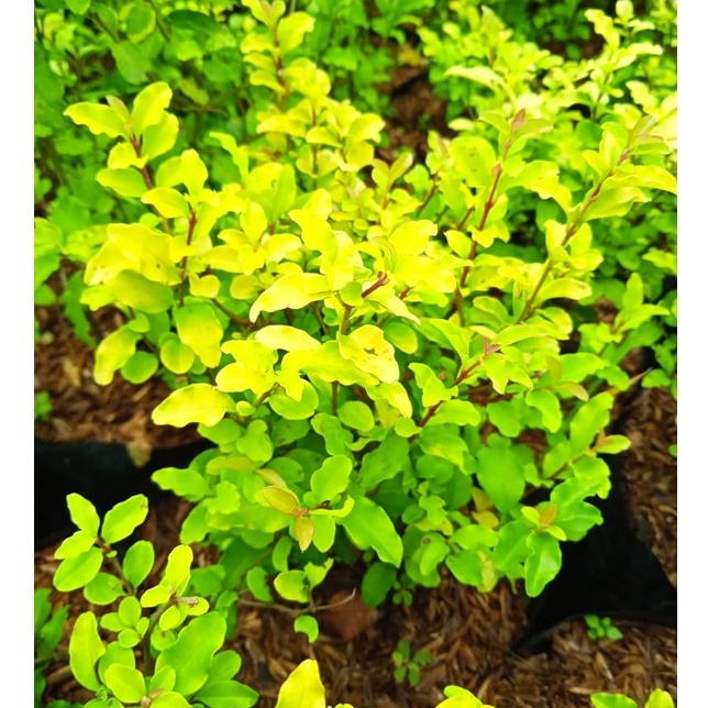 Jual Tanaman Hias Lagestrum daun kuning / sunshine ligustrum | Shopee ...