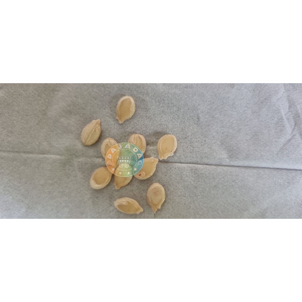 Jual Benih Bligo | Labu Bedak | Kundur | Beligo (10 pcs) | Shopee Indonesia