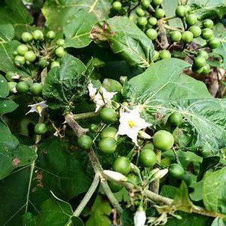 Jual Buah Takokak cepokak per 100 Gram | Shopee Indonesia