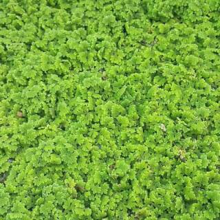 Azola, azola mikrophyla, bibit azola, rumput azola, tanaman azola ...