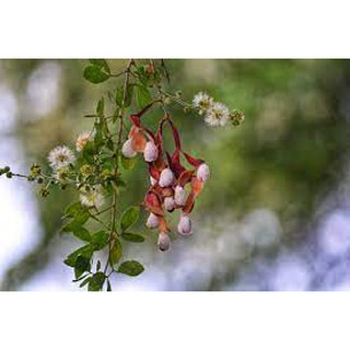 Jual Asam Keranji atau Black Tamarind | Shopee Indonesia